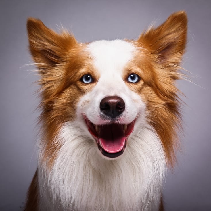 Pet Portrait Voucher Find Me A Gift pet-portrait-voucher-find-me-a-gift