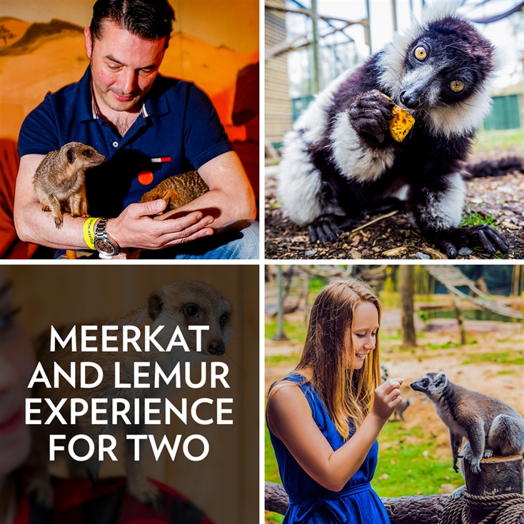 Meerkat and Lemur Experience for Two | Find Me A Gift