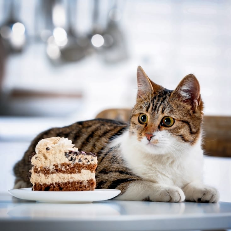 Meerkat Encounter Experience for Two | Find Me A Gift